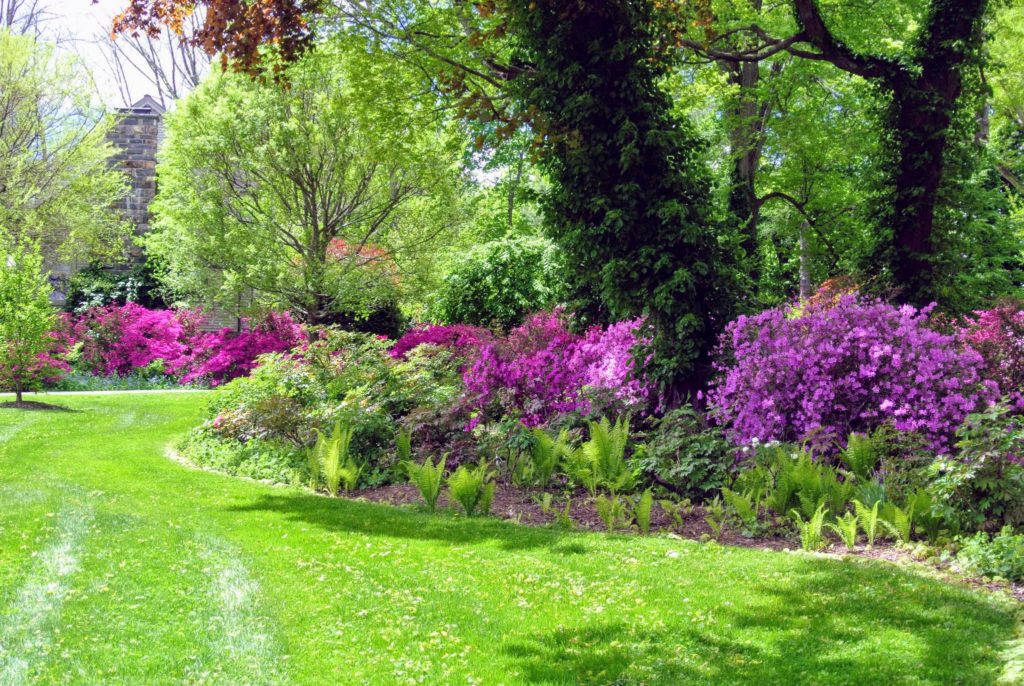 Azaleas at the Farm - The Martha Stewart Blog