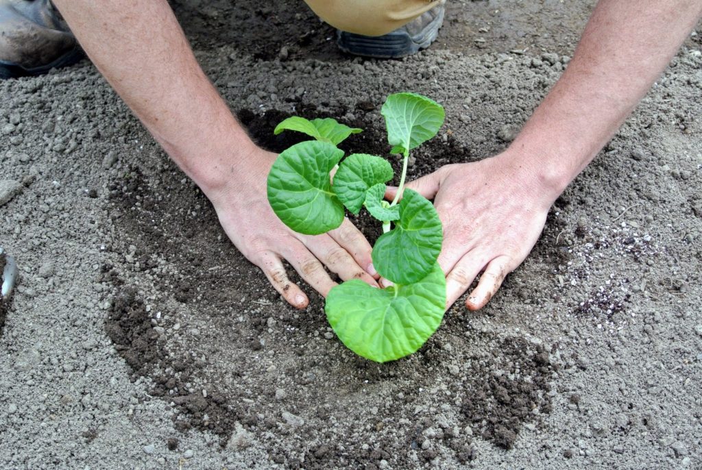 Planting in the Vegetable Garden - The Martha Stewart Blog