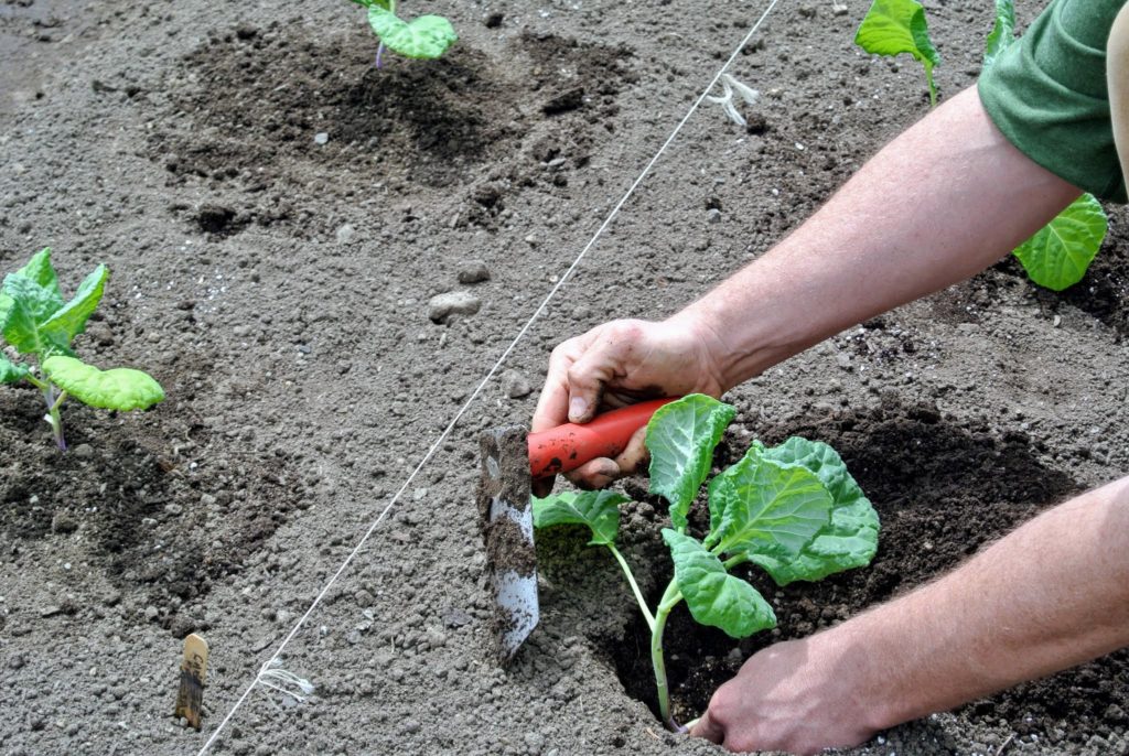 Planting in the Vegetable Garden - The Martha Stewart Blog