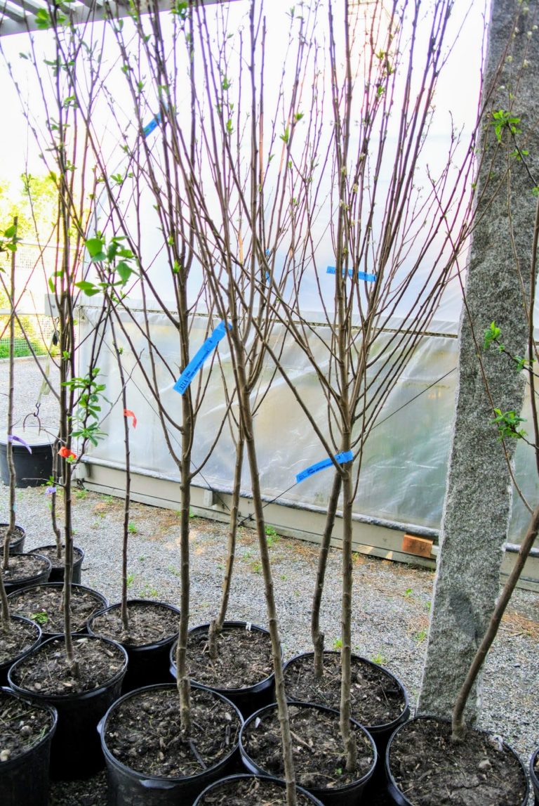 Fruit Trees from Fedco - The Martha Stewart Blog