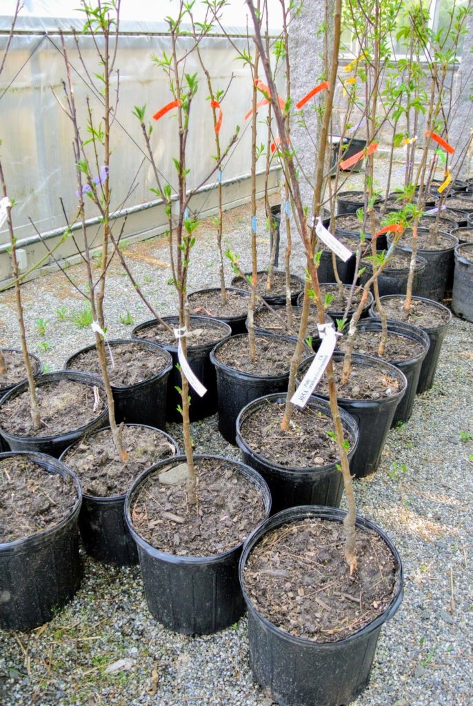 Fruit Trees from Fedco - The Martha Stewart Blog