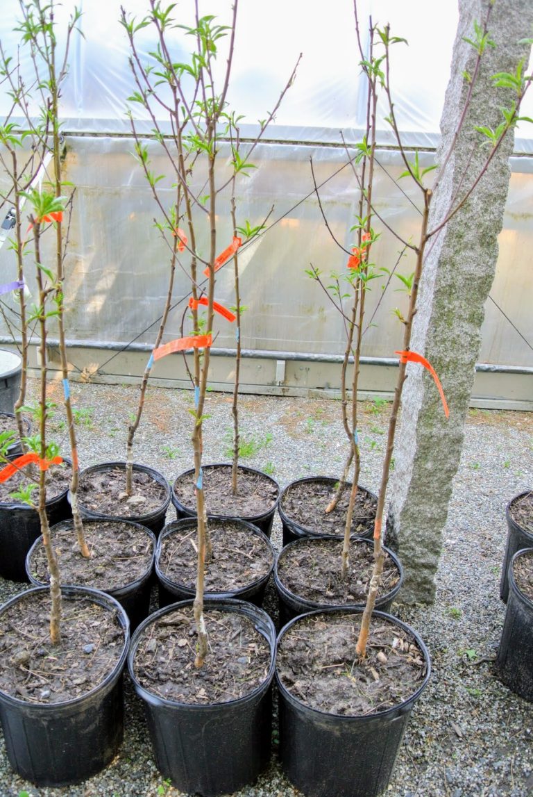 Fruit Trees from Fedco - The Martha Stewart Blog