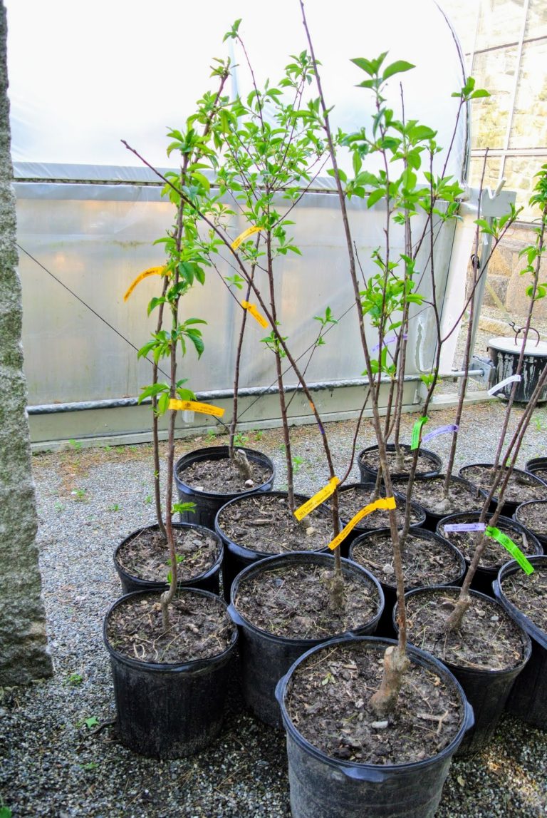 Fruit Trees from Fedco - The Martha Stewart Blog