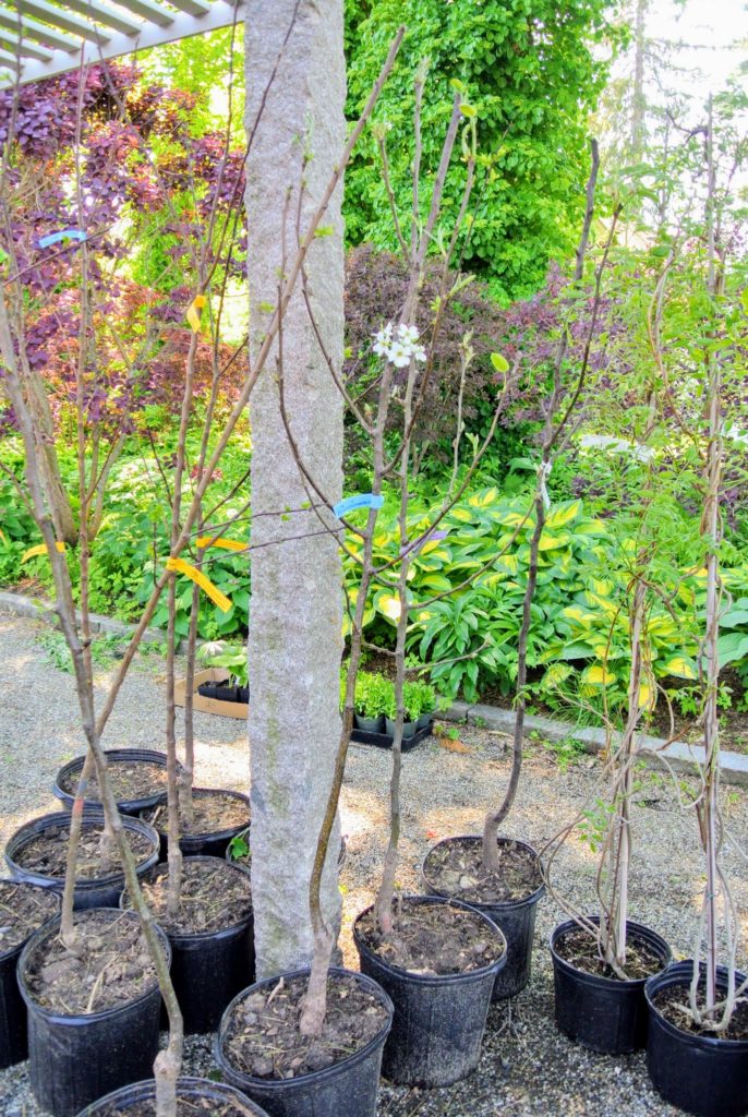 Fruit Trees from Fedco - The Martha Stewart Blog