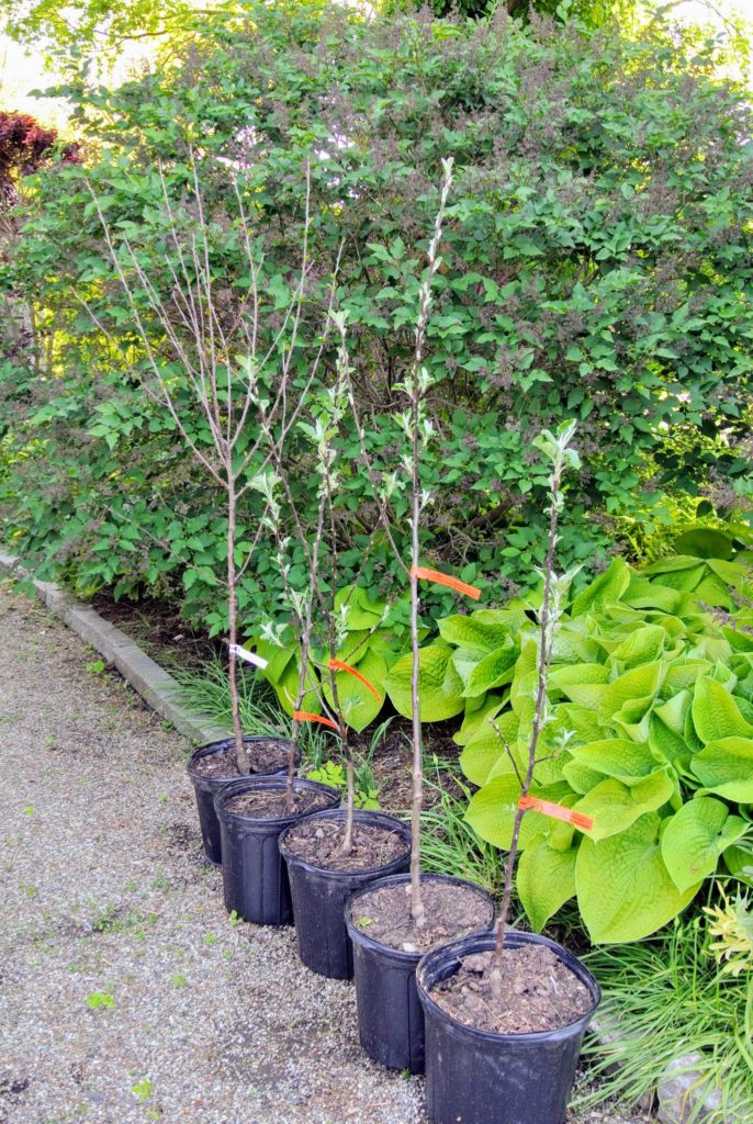 Fruit Trees from Fedco - The Martha Stewart Blog