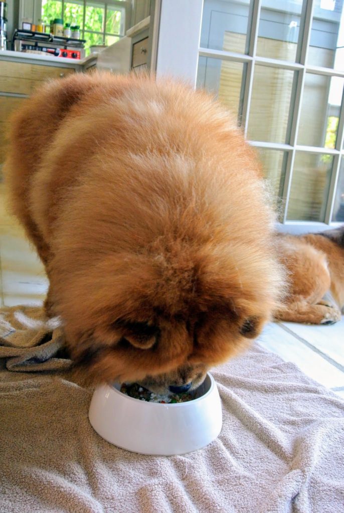 Cooking for My Dogs - The Martha Stewart Blog