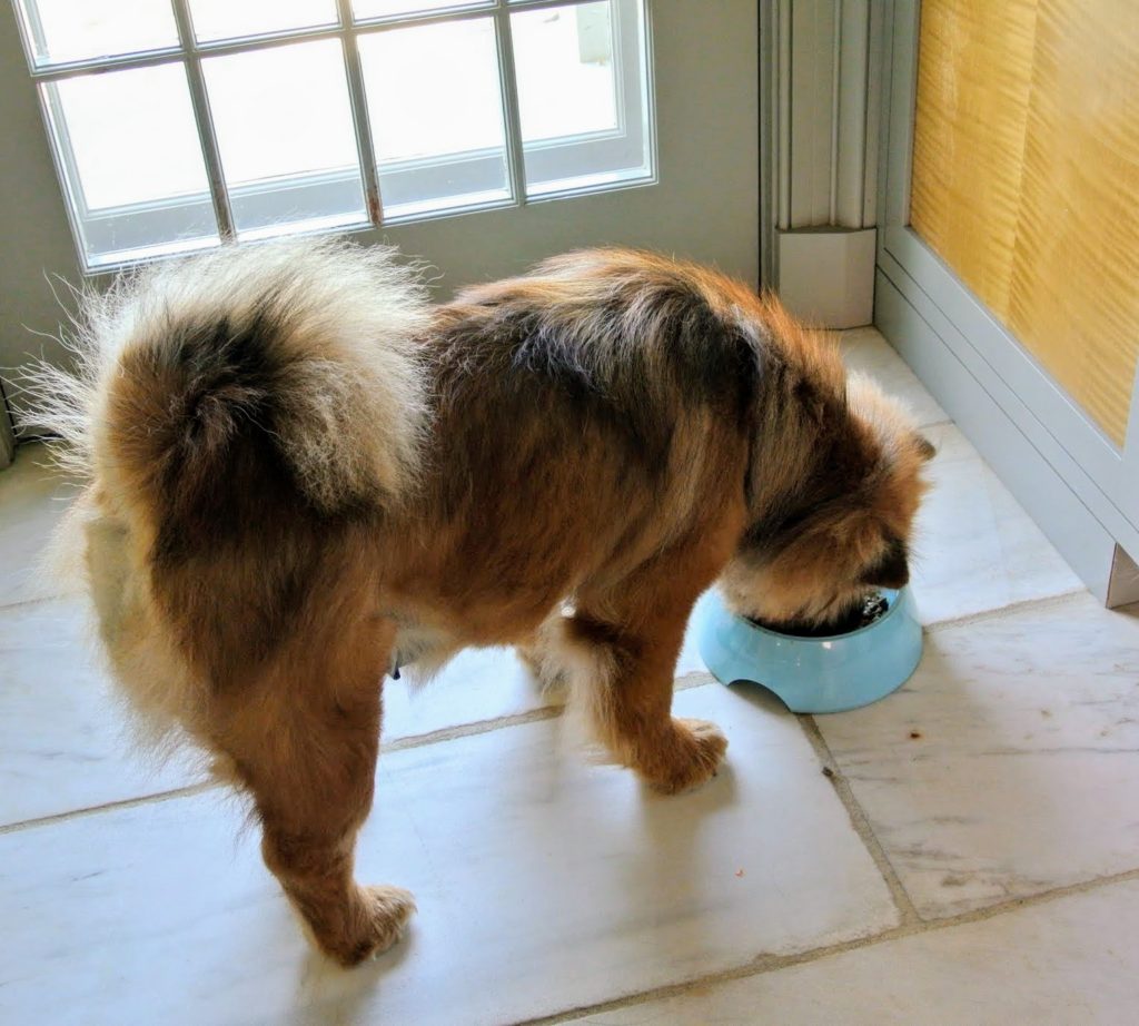 Cooking for My Dogs - The Martha Stewart Blog