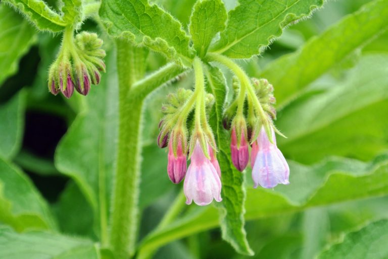 The Martha Stewart Blog : Blog Archive Visiting My Flower Cutting ...