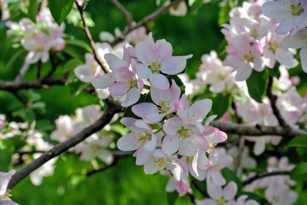 My Farm's Spring Gardens - The Martha Stewart Blog