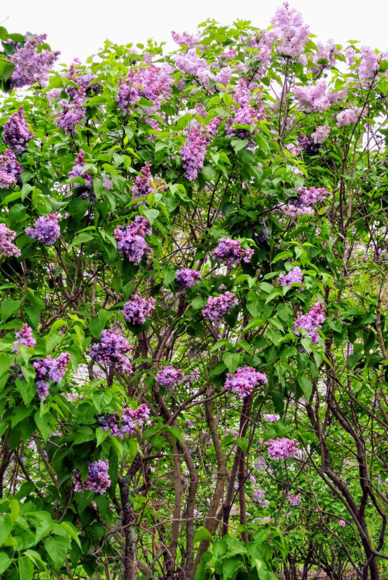 My Blooming Lilacs - The Martha Stewart Blog
