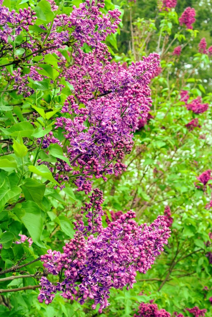 My Blooming Lilacs - The Martha Stewart Blog