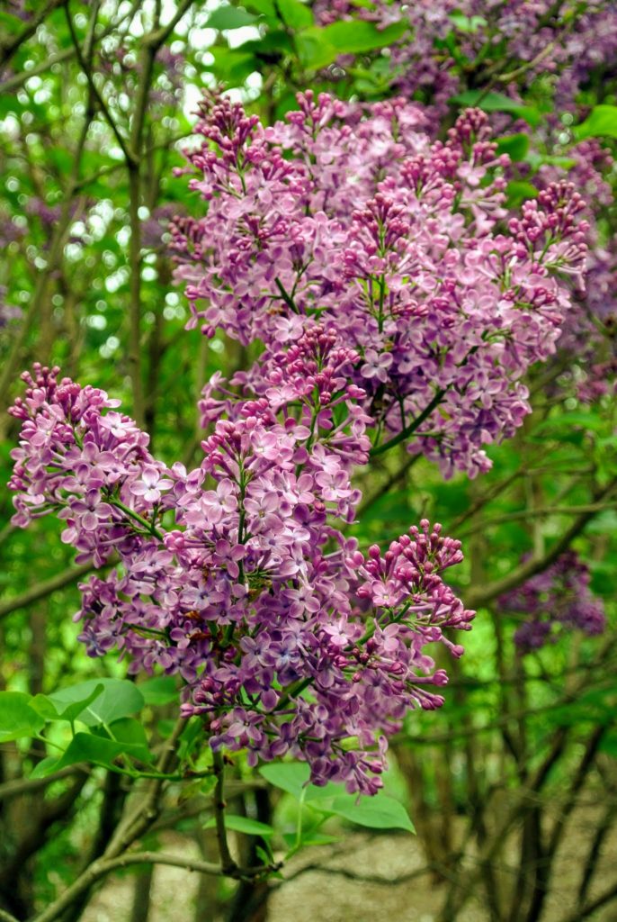 My Blooming Lilacs - The Martha Stewart Blog
