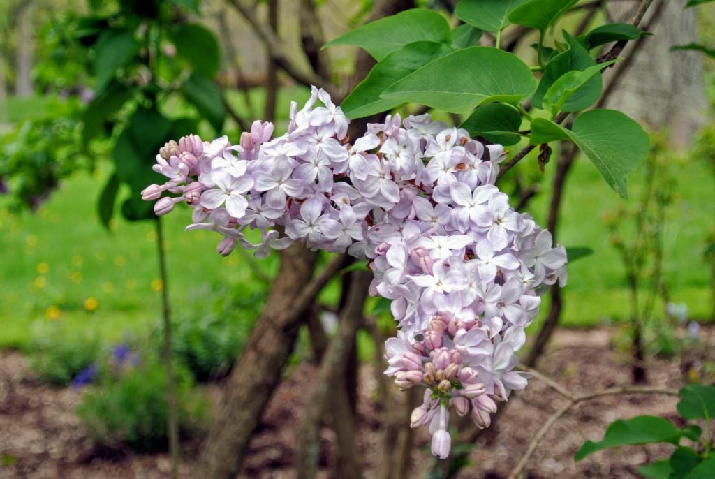 My Blooming Lilacs - The Martha Stewart Blog