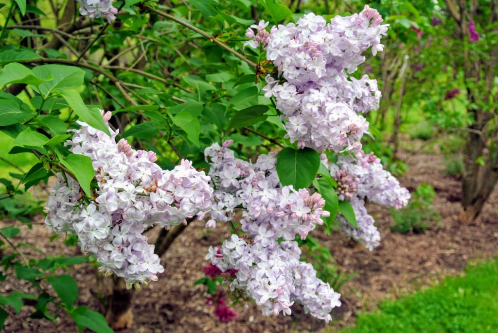 My Blooming Lilacs - The Martha Stewart Blog