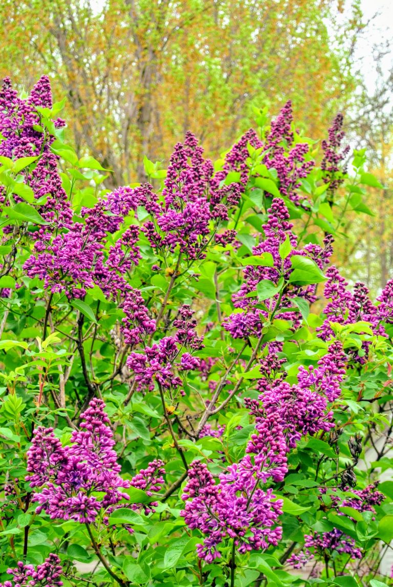 My Blooming Lilacs - The Martha Stewart Blog