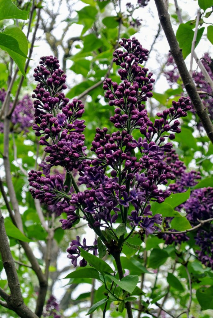 My Blooming Lilacs - The Martha Stewart Blog