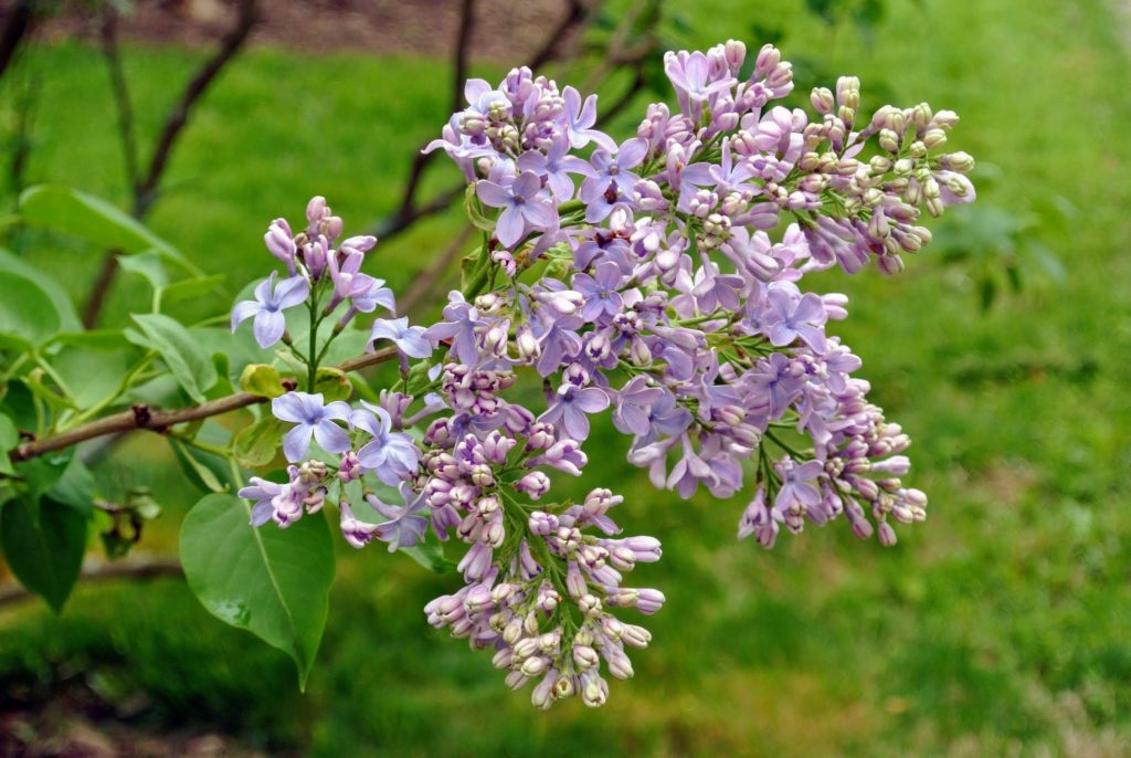 My Blooming Lilacs - The Martha Stewart Blog