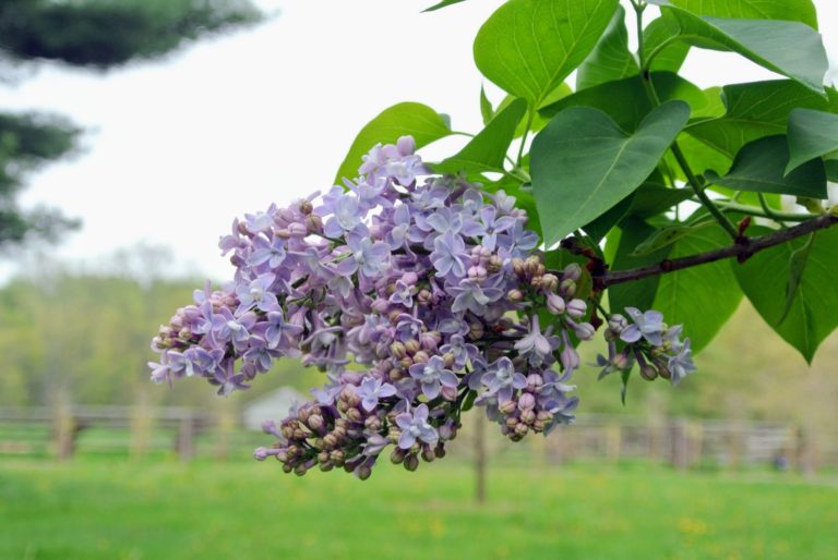 My Blooming Lilacs - The Martha Stewart Blog