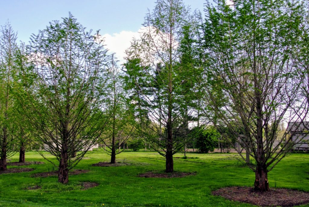 Trees from JLPN in Salem, Oregon - The Martha Stewart Blog