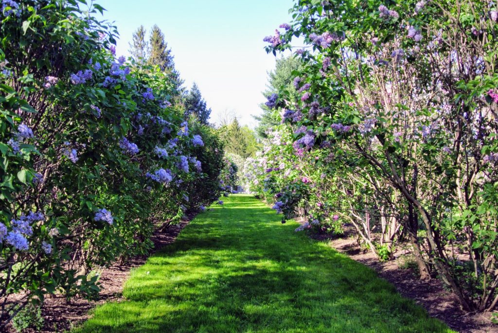 My Blooming Lilacs - The Martha Stewart Blog