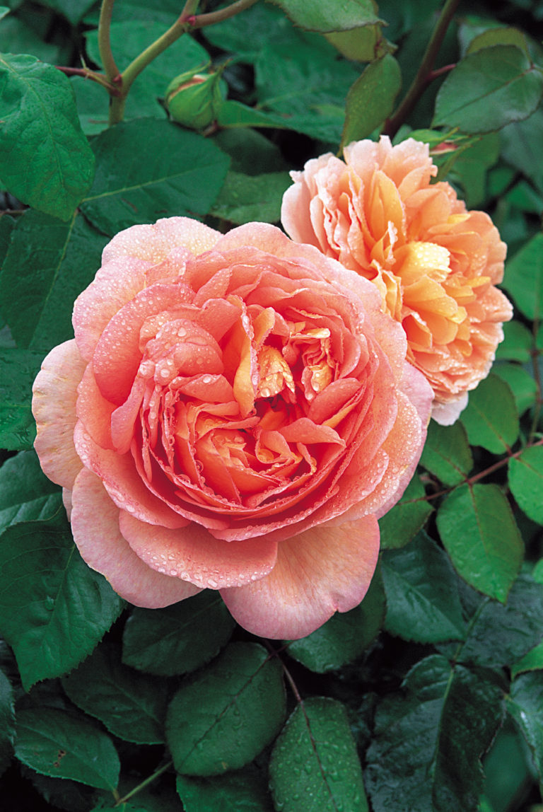 Planting More David Austin Roses - The Martha Stewart Blog