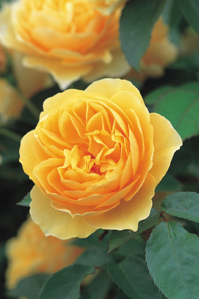 The Martha Stewart Blog : Blog Archive Planting More David Austin Roses ...