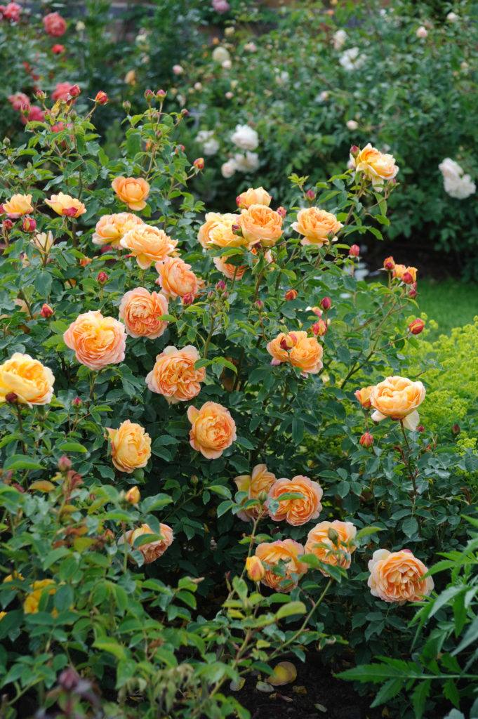 The Martha Stewart Blog : Blog Archive Planting More David Austin Roses ...