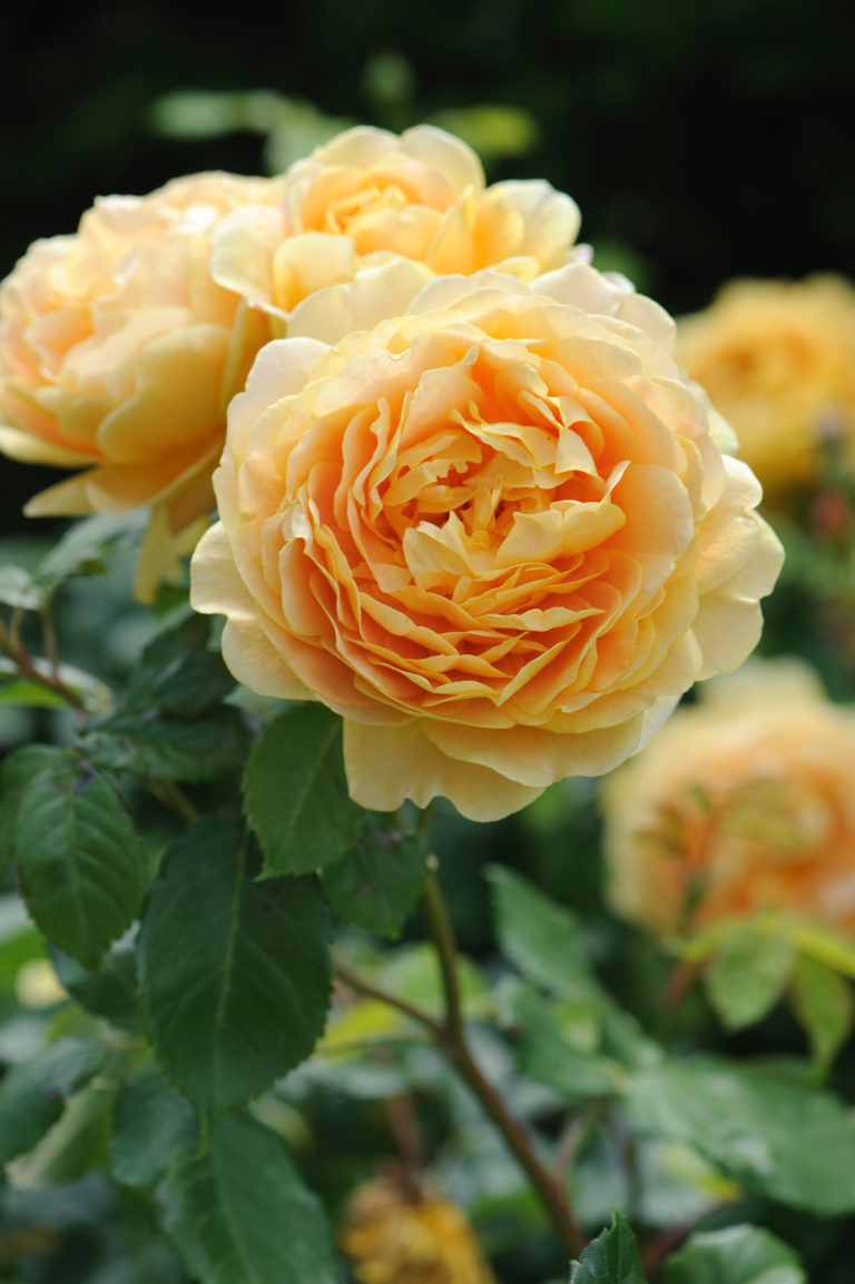 Planting More David Austin Roses - The Martha Stewart Blog