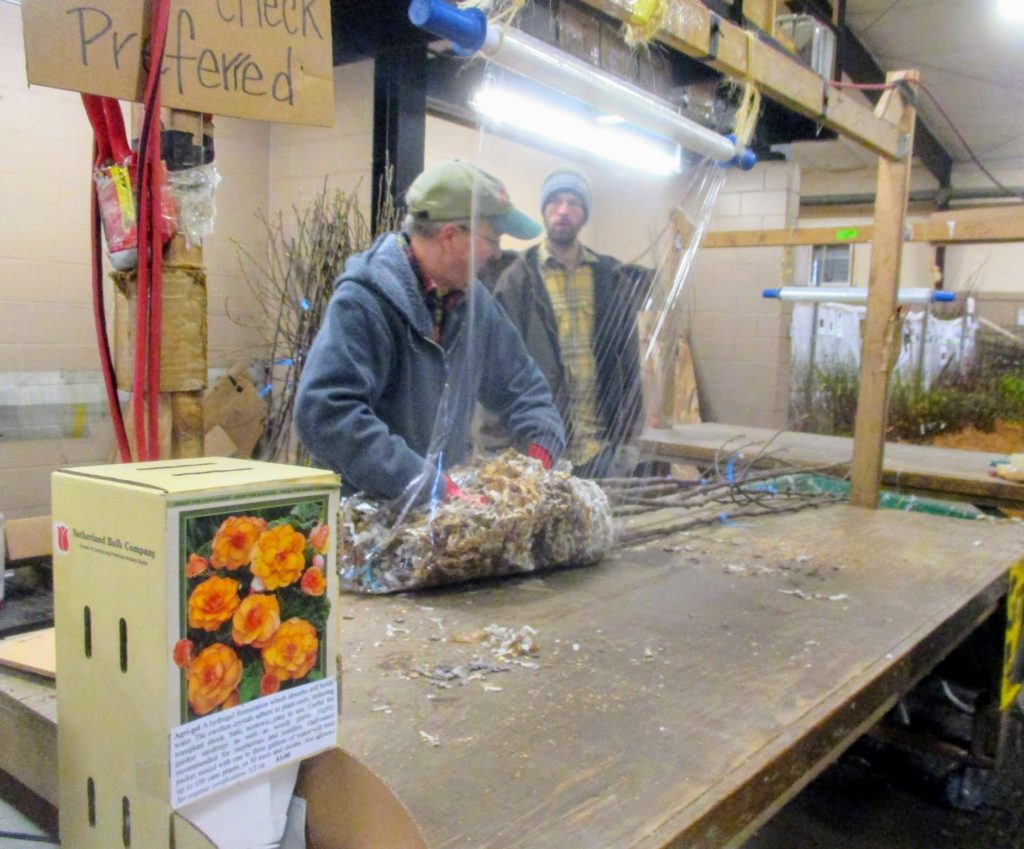 Fruit Trees from Fedco - The Martha Stewart Blog