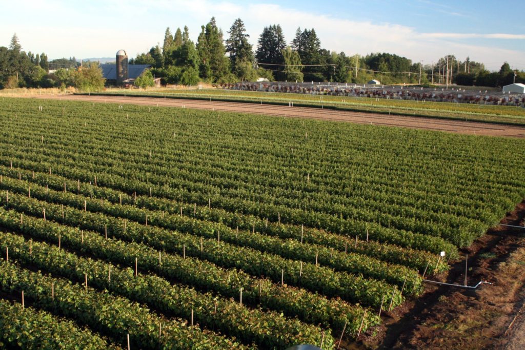 Trees from JLPN in Salem, Oregon - The Martha Stewart Blog