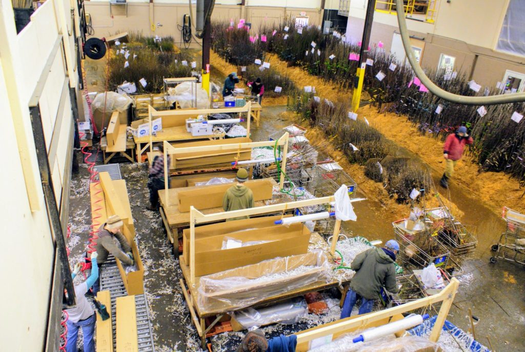 Fruit Trees from Fedco - The Martha Stewart Blog