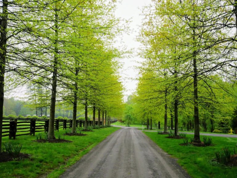 An Early Morning Tour of My Farm - The Martha Stewart Blog