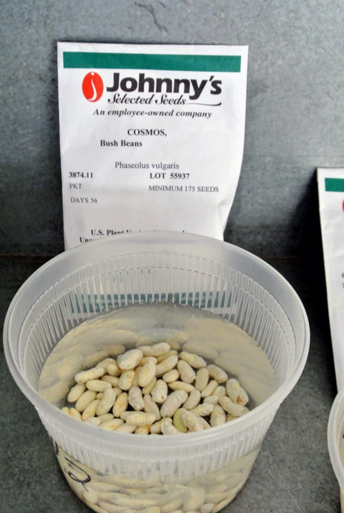 Planting Beans in the Vegetable Garden - The Martha Stewart Blog