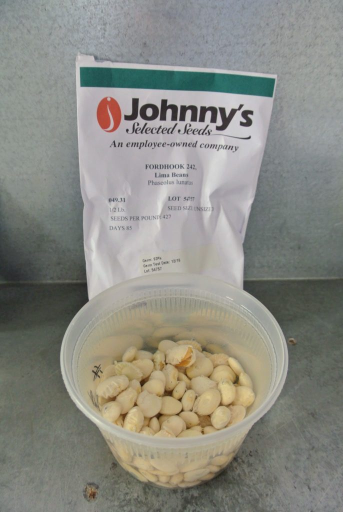 Planting Beans in the Vegetable Garden - The Martha Stewart Blog