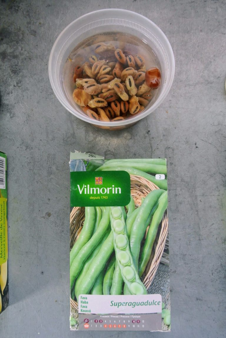 Planting Beans in the Vegetable Garden - The Martha Stewart Blog