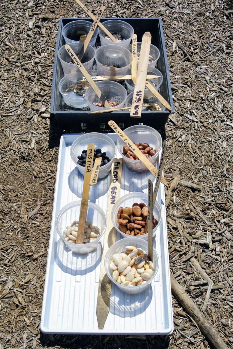 The Martha Stewart Blog : Blog Archive Planting Beans in the Vegetable ...