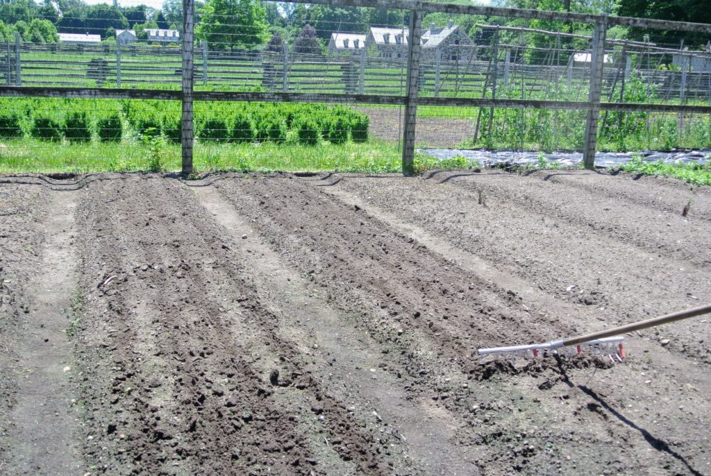 The Martha Stewart Blog : Blog Archive Planting Beans in the Vegetable ...