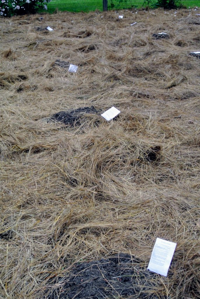 Planting in the Pumpkin Patch - The Martha Stewart Blog