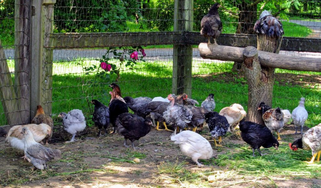 June Garden Tours at My Farm - The Martha Stewart Blog