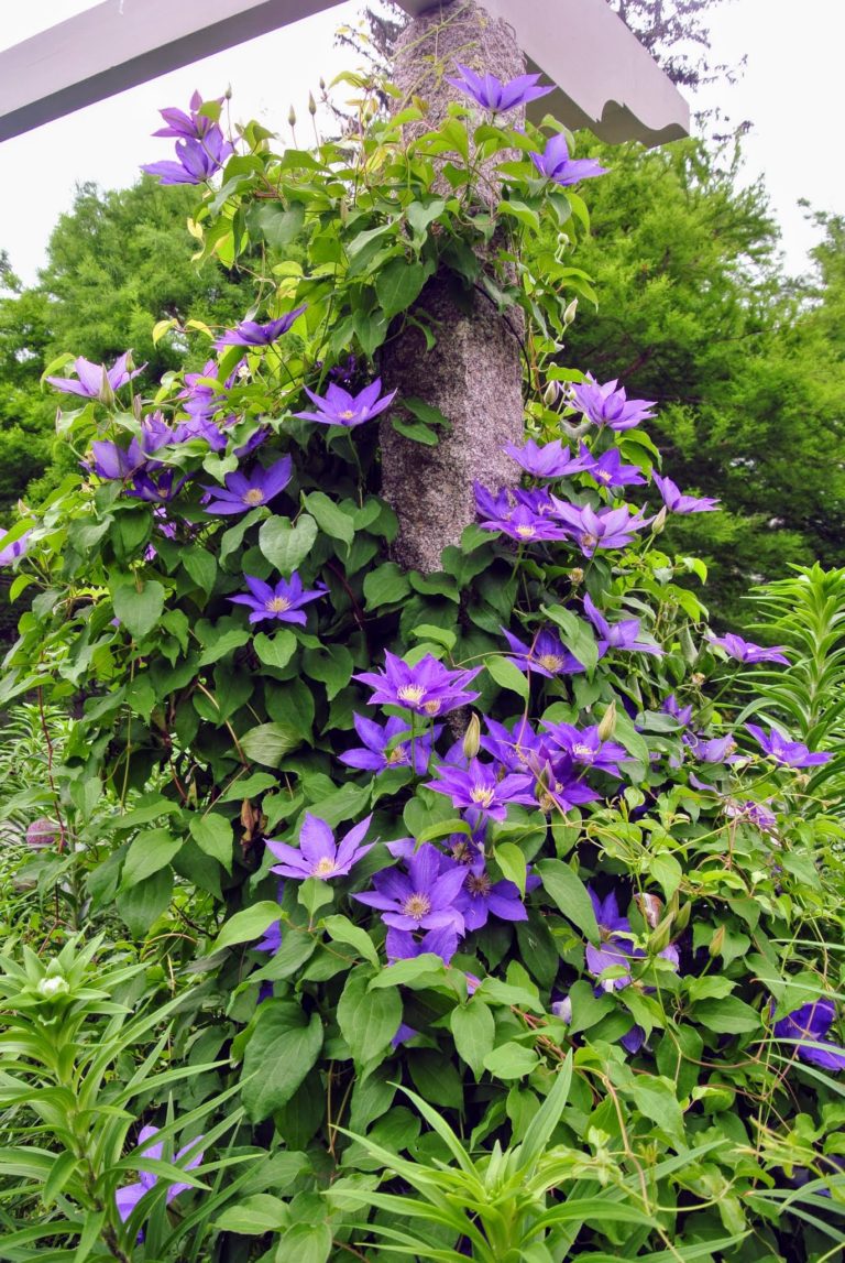 Blooming Clematis at My Farm - The Martha Stewart Blog