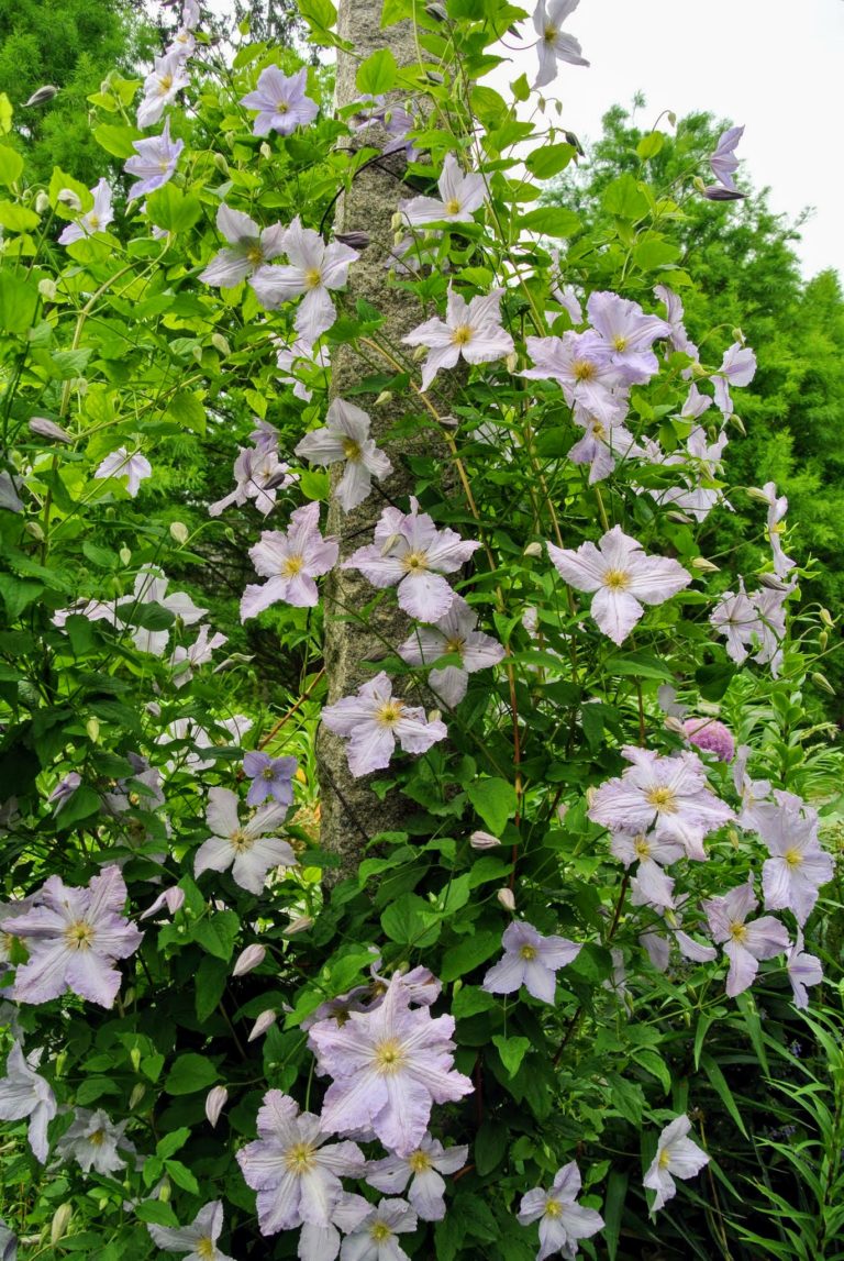 Blooming Clematis at My Farm - The Martha Stewart Blog