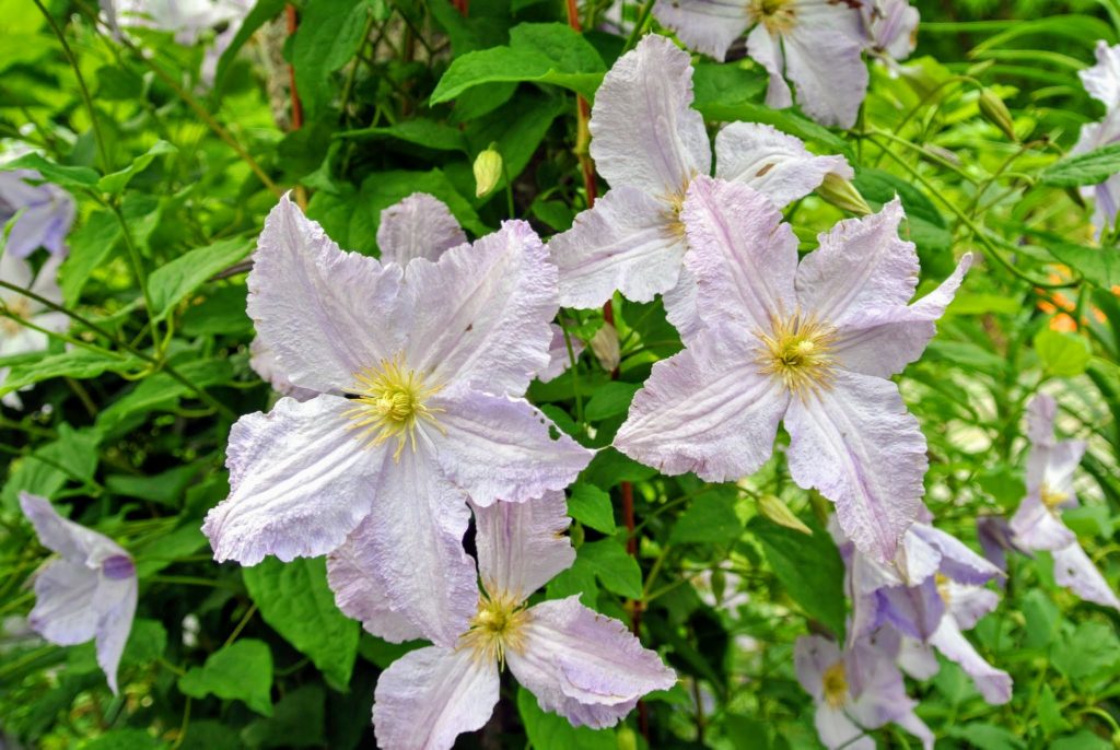 Blooming Clematis at My Farm - The Martha Stewart Blog