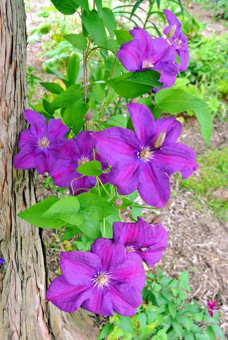 Blooming Clematis at My Farm - The Martha Stewart Blog