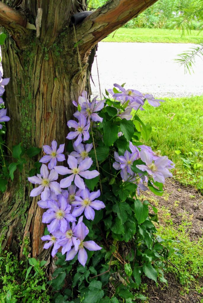 Blooming Clematis at My Farm - The Martha Stewart Blog