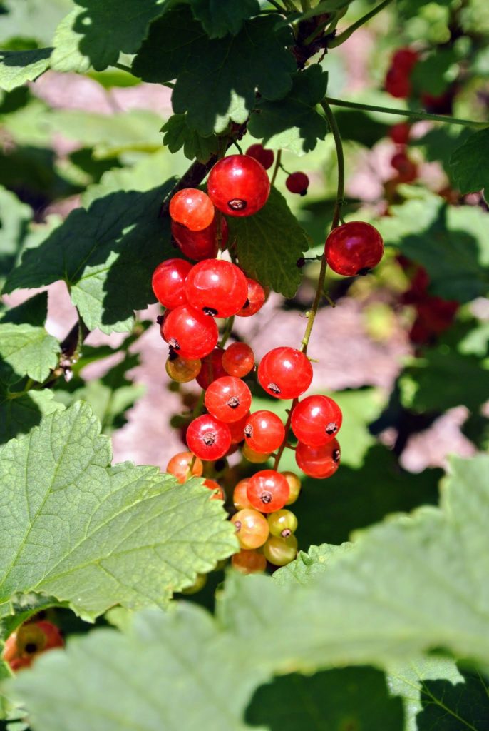 Picking Currants - The Martha Stewart Blog