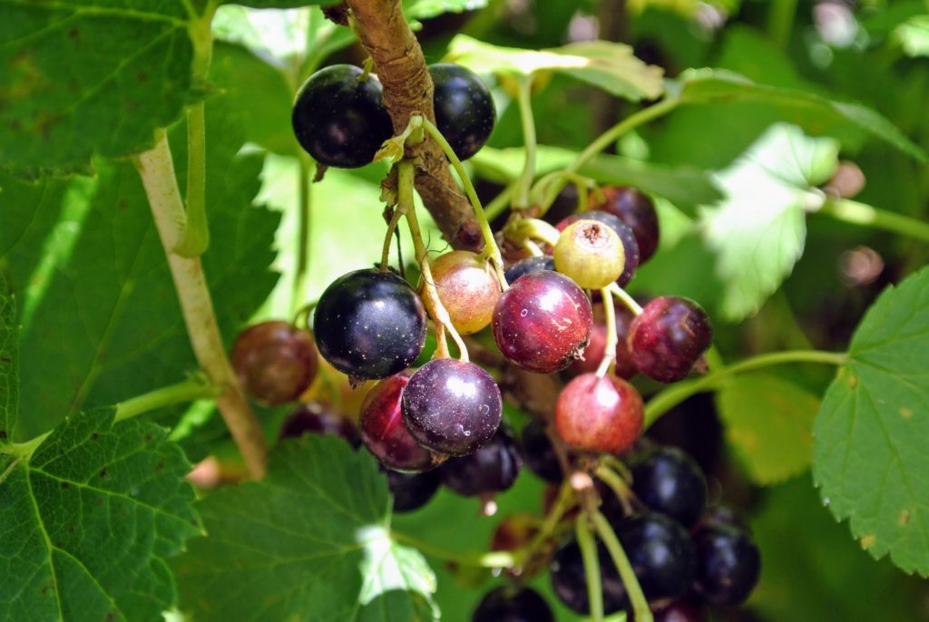 Picking Currants - The Martha Stewart Blog