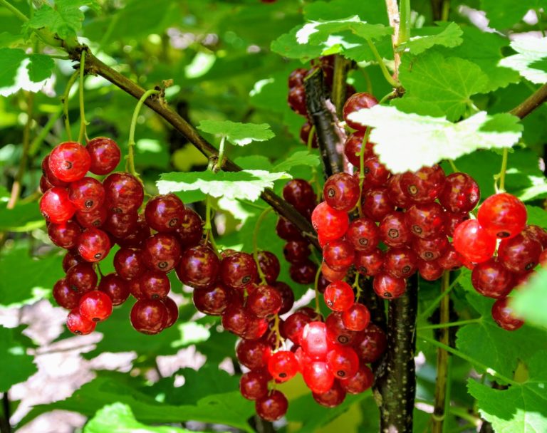 Picking Currants - The Martha Stewart Blog