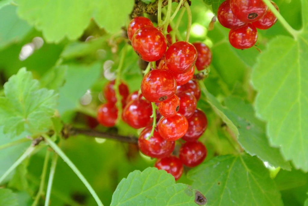 Picking Currants - The Martha Stewart Blog