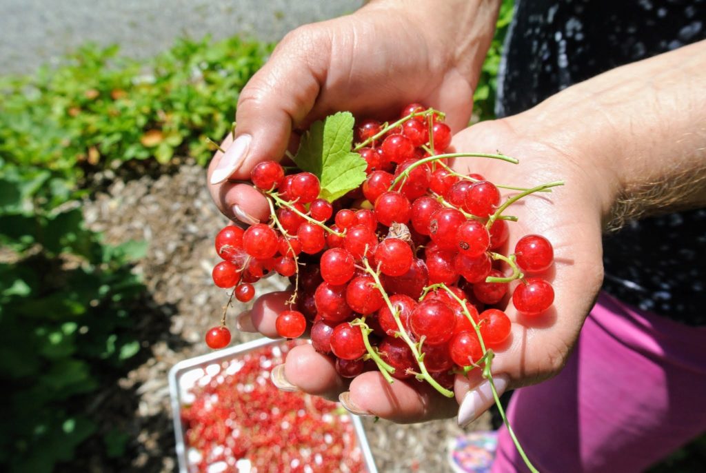 Picking Currants - The Martha Stewart Blog
