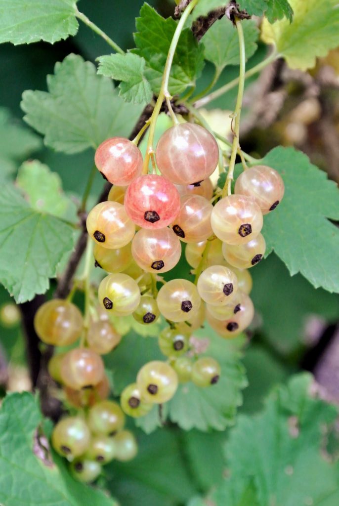 Picking Currants - The Martha Stewart Blog